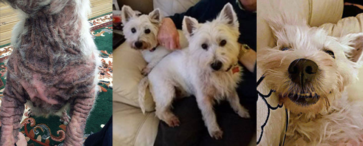 Jasper Before and After Dermacton – Aromesse