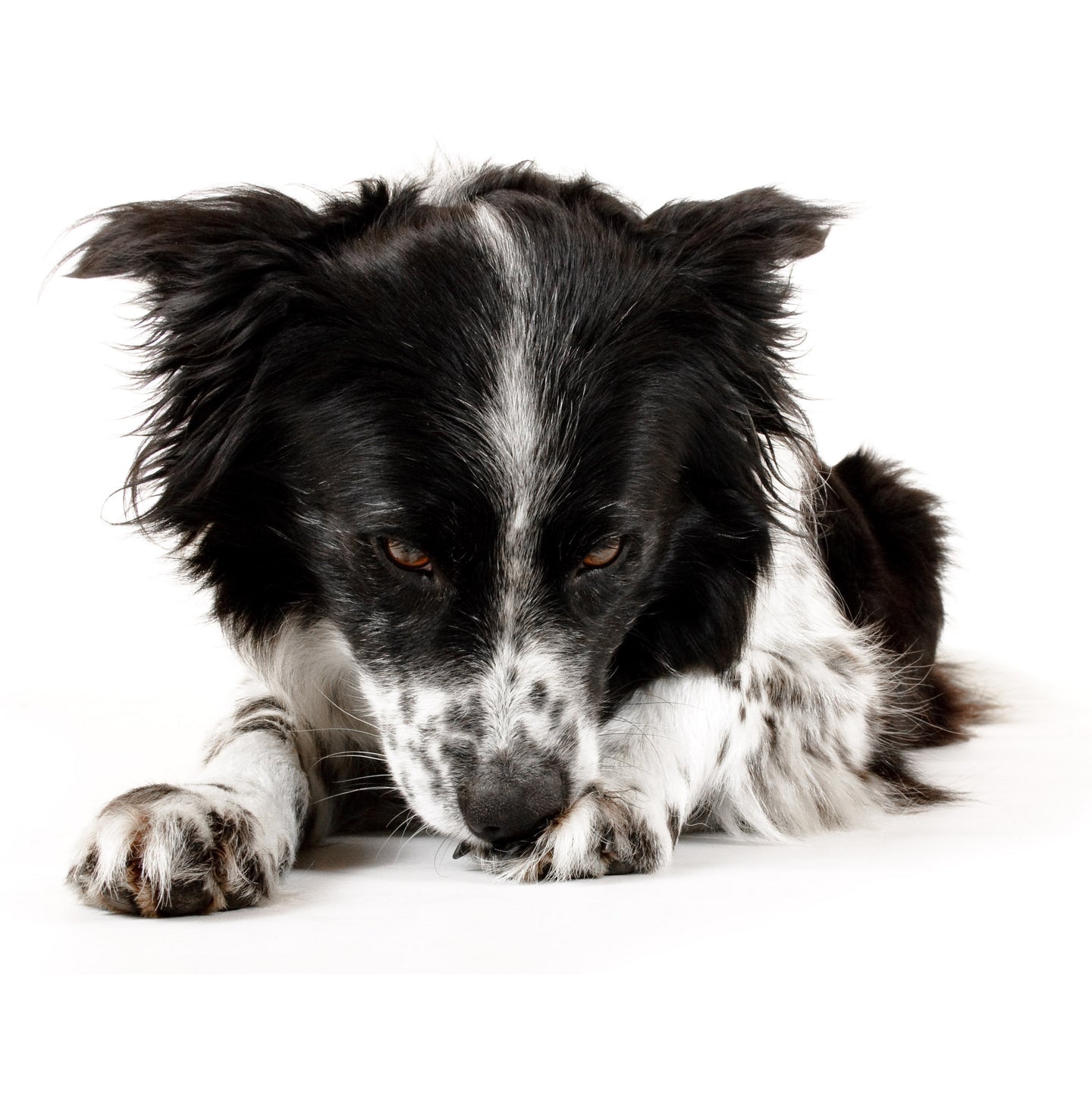 Aller-Itch Spray for Itchy Dogs with Allergies – Aromesse