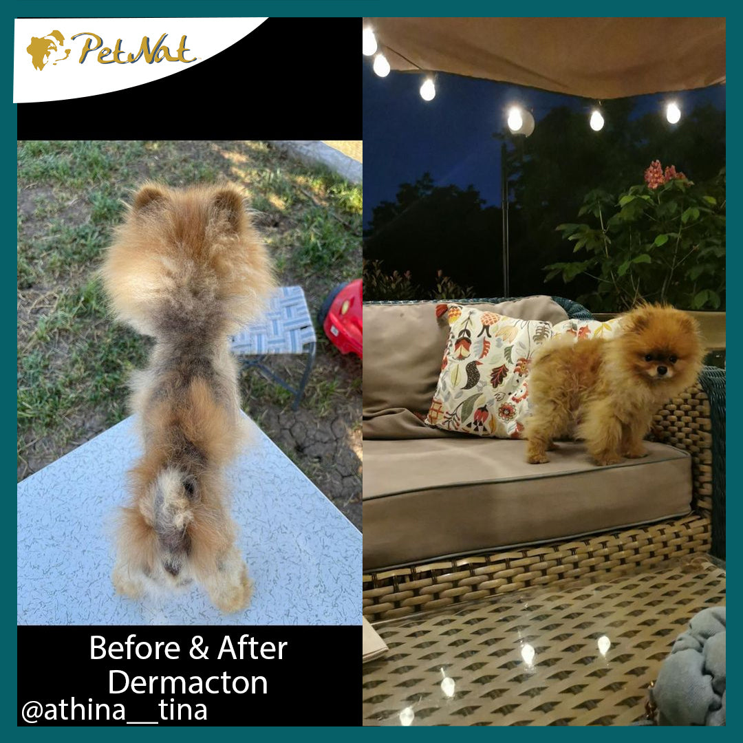 Dermacton Spray for Itchy Dogs – Aromesse